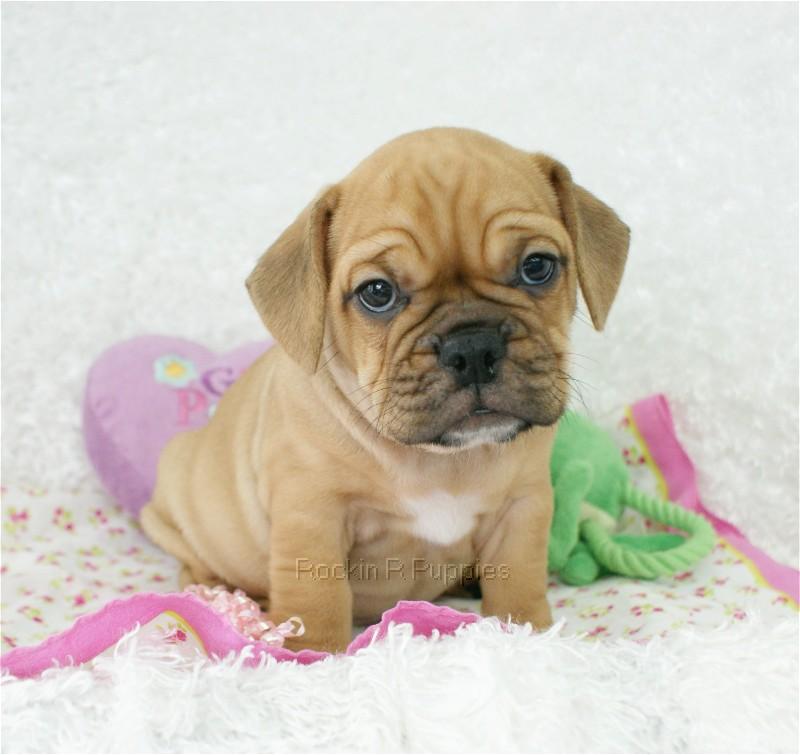 Elizabeth Puggle Bull Rockin R Puppies
