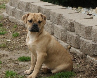 Harley Puggle Bull Rockin R Puppies