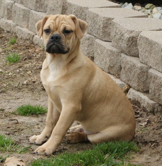 Harley Puggle Bull Rockin R Puppies