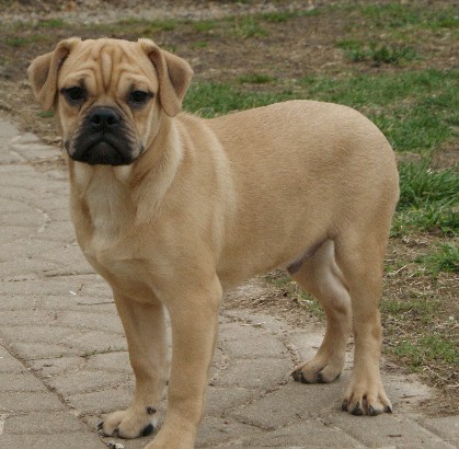 Harley Puggle Bull Rockin R Puppies