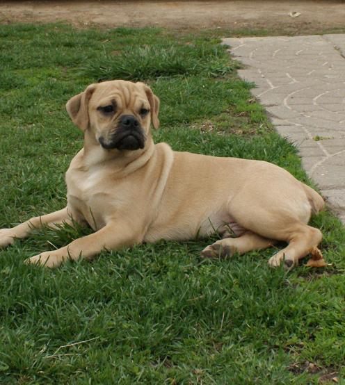 Harley Puggle Bull Rockin R Puppies