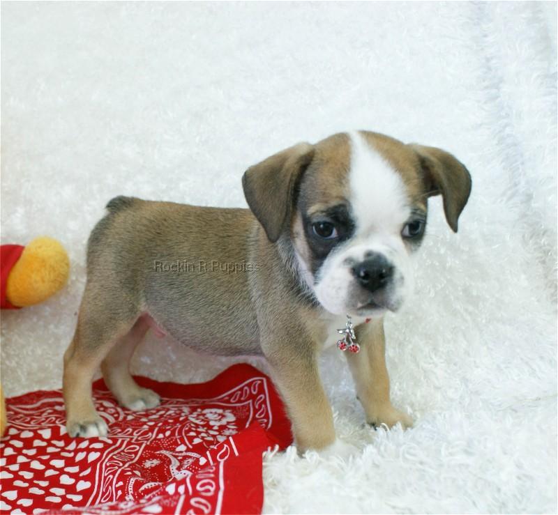 Henry Puggle Bull Rockin R Puppies
