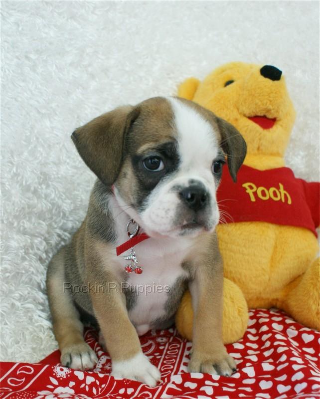 Henry Puggle Bull Rockin R Puppies
