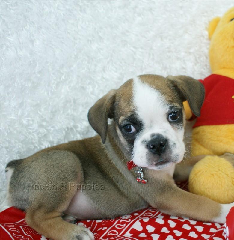 Henry Puggle Bull Rockin R Puppies