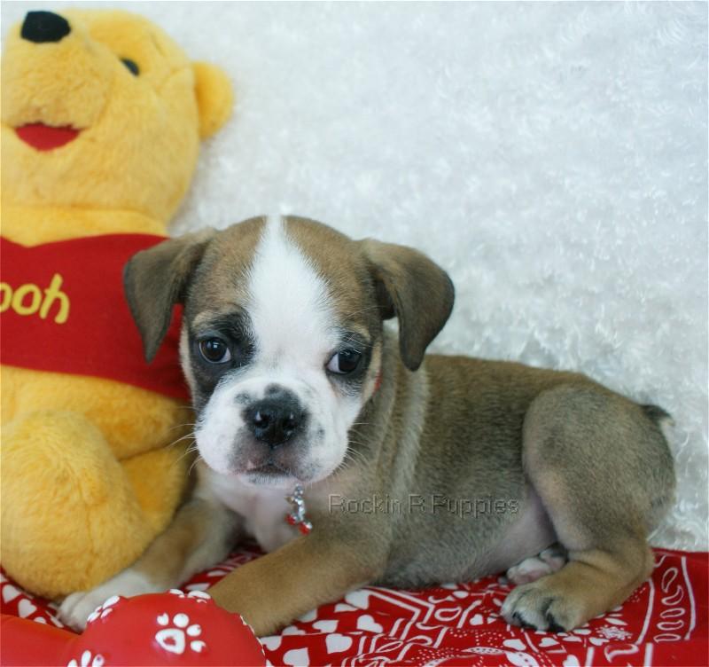 Henry Puggle Bull Rockin R Puppies
