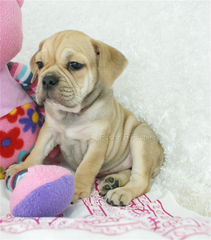 Jasmine Puggle Bull Rockin R Puppies