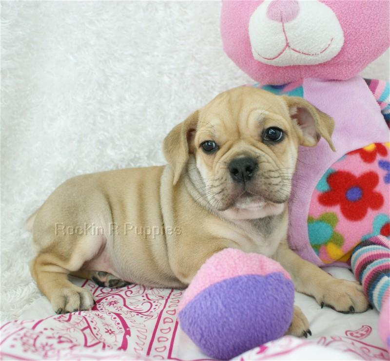 Jasmine Puggle Bull Rockin R Puppies