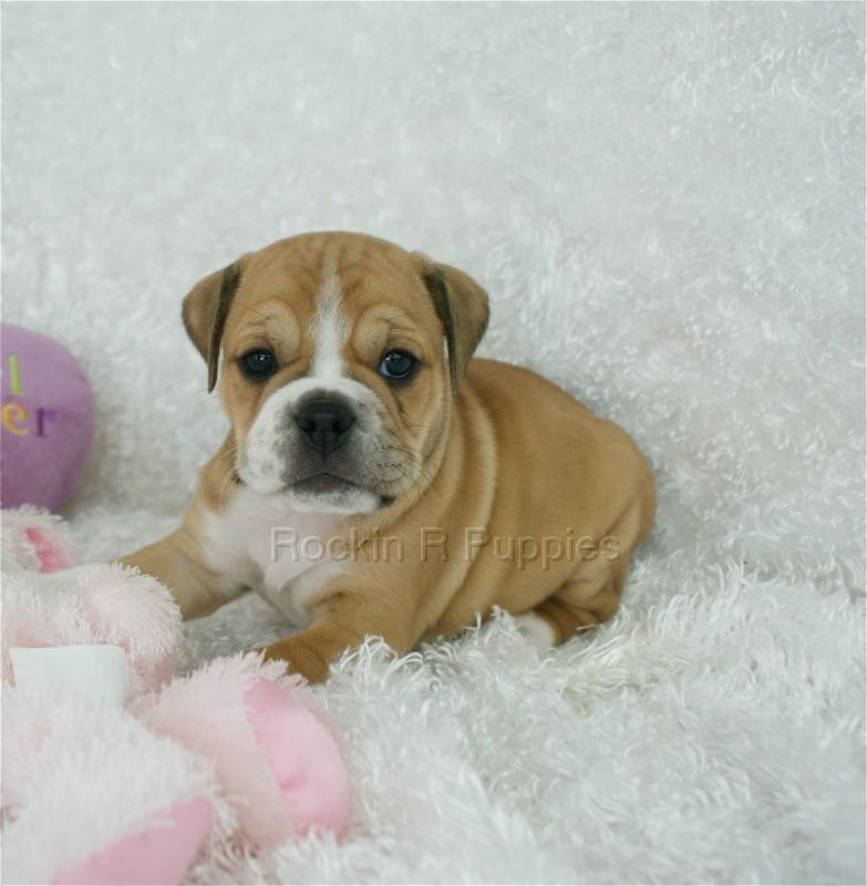 Kara Puggle Bull Rockin R Puppies