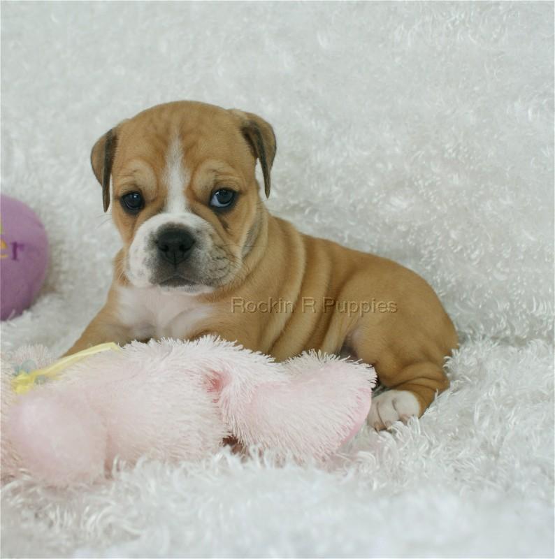 Kara Puggle Bull Rockin R Puppies