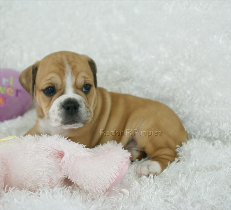 Kara Puggle Bull Rockin R Puppies