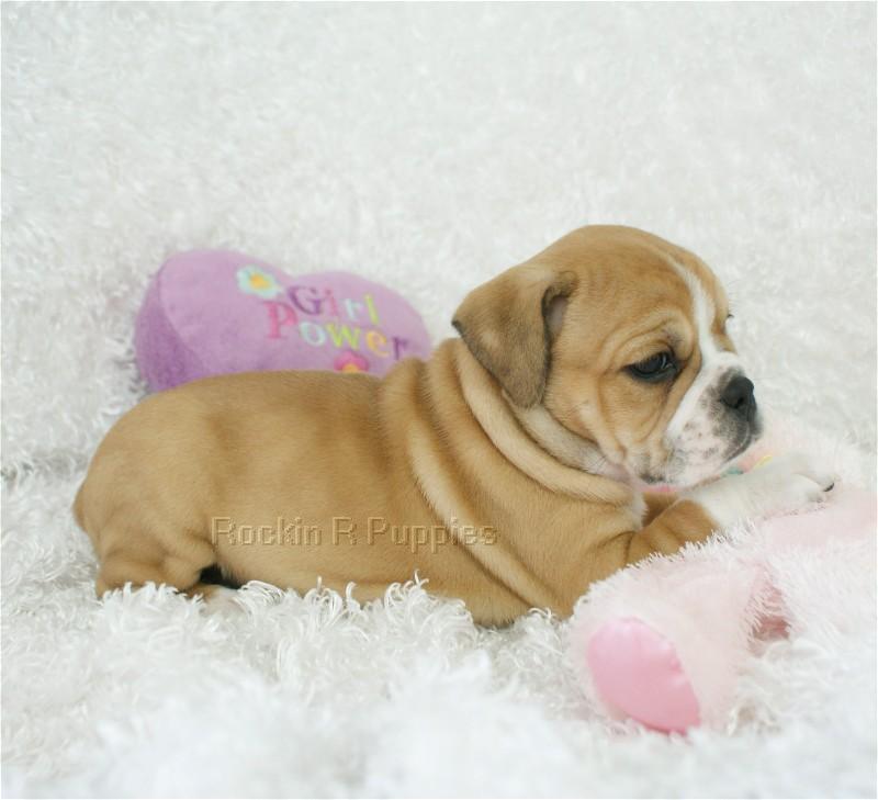 Kara Puggle Bull Rockin R Puppies