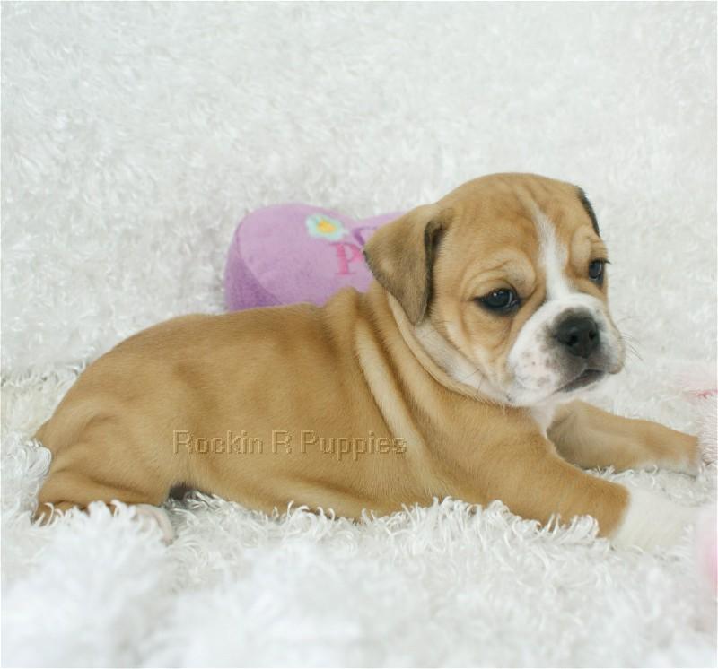 Kara Puggle Bull Rockin R Puppies