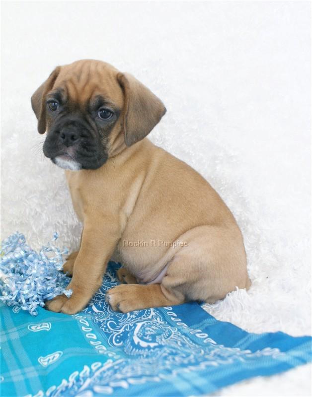 Marley Puggle Bull Rockin R Puppies