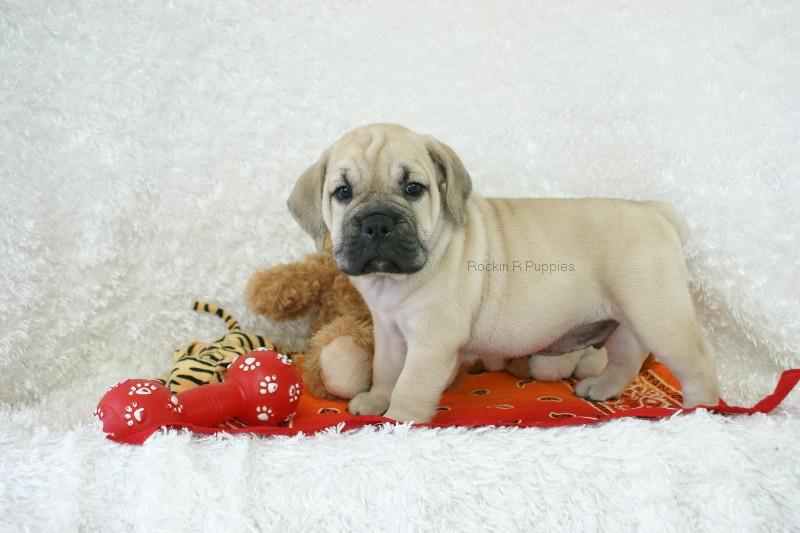 Nicholas Puggle Bull Rockin R Puppies