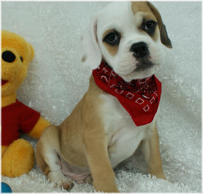 Pace Puggle Bull Rockin R Puppies