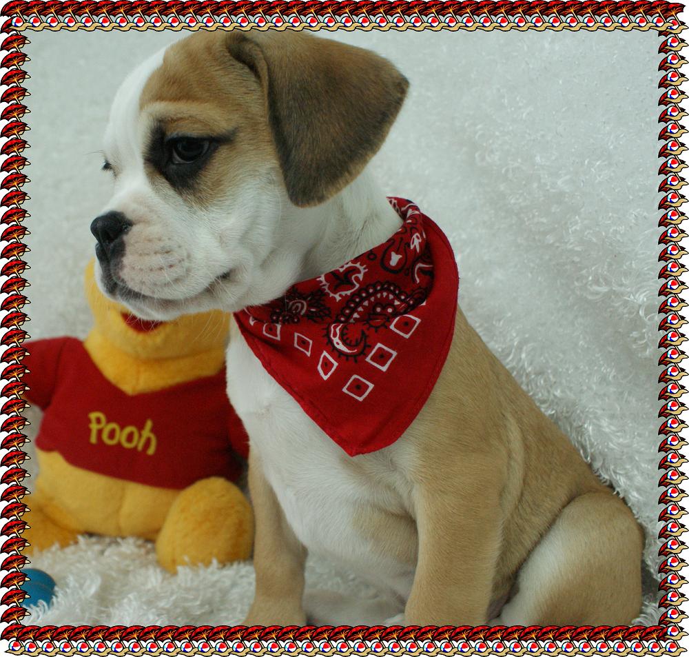 Pace Puggle Bull Rockin R Puppies