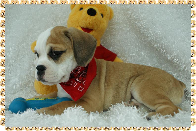 Pace Puggle Bull Rockin R Puppies