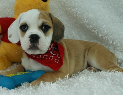 Pace Puggle Bull Rockin R Puppies