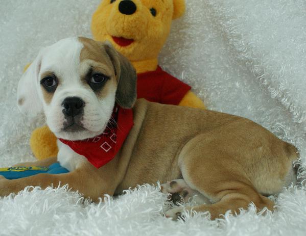 Pace Puggle Bull Rockin R Puppies