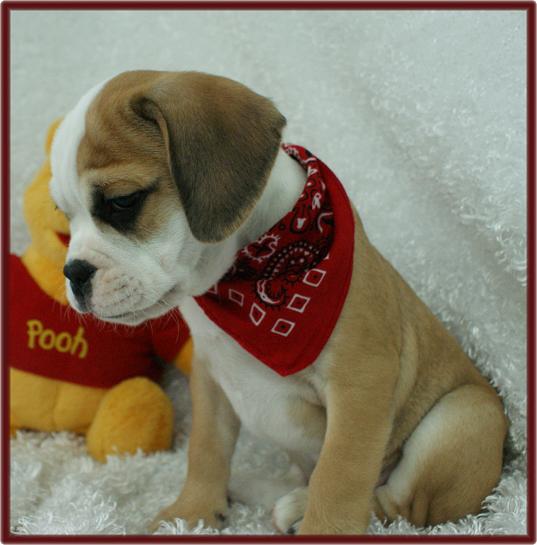 Pace Puggle Bull Rockin R Puppies