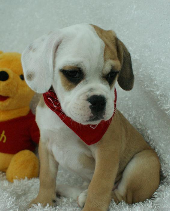 Pace Puggle Bull Rockin R Puppies