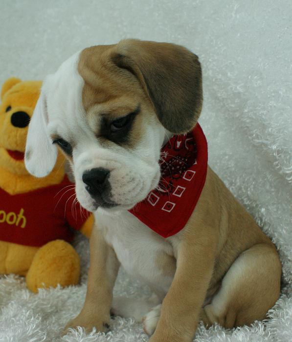 Pace Puggle Bull Rockin R Puppies