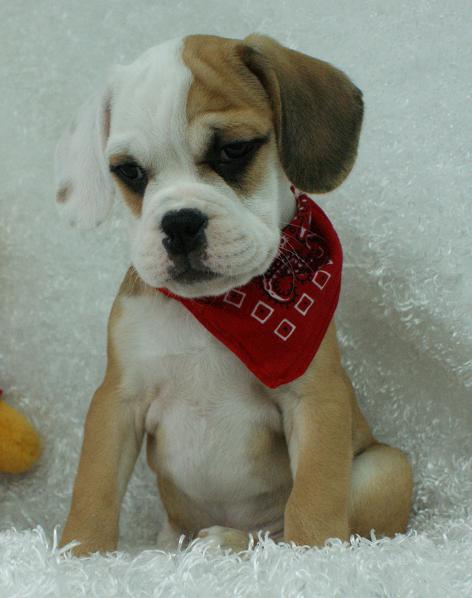 Pace Puggle Bull Rockin R Puppies