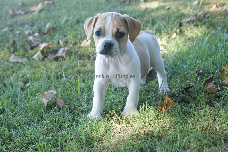 Peanut Puggle Bull Rockin R Puppies