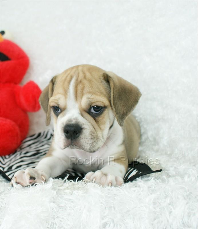 Puggle Bull Rockin R Puppies