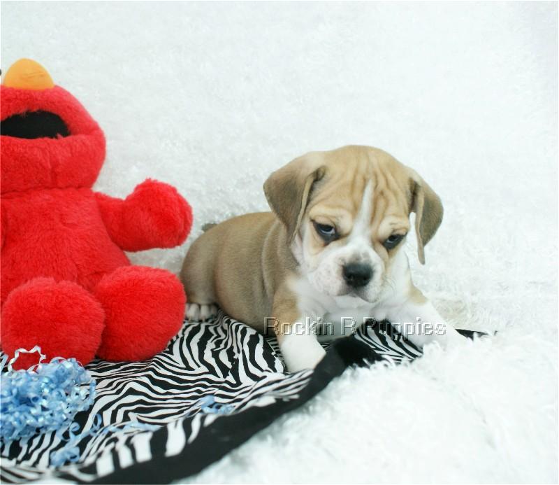 Puggle Bull Rockin R Puppies