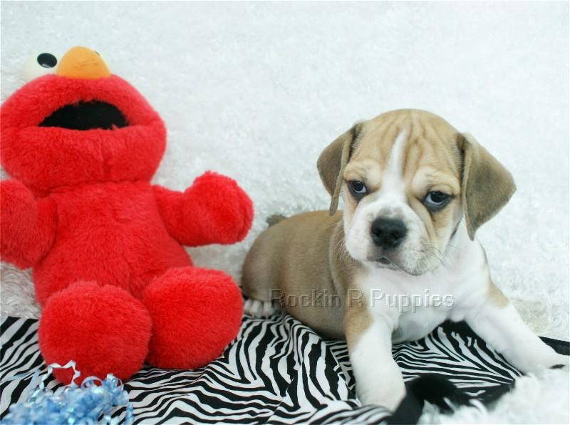 Puggle Bull Rockin R Puppies
