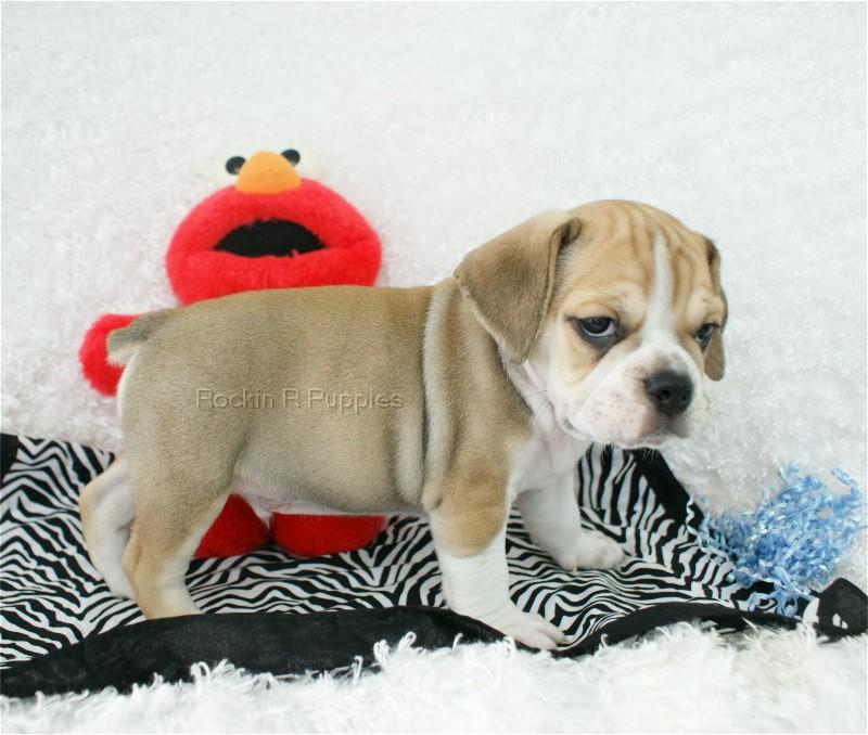 Puggle Bull Rockin R Puppies