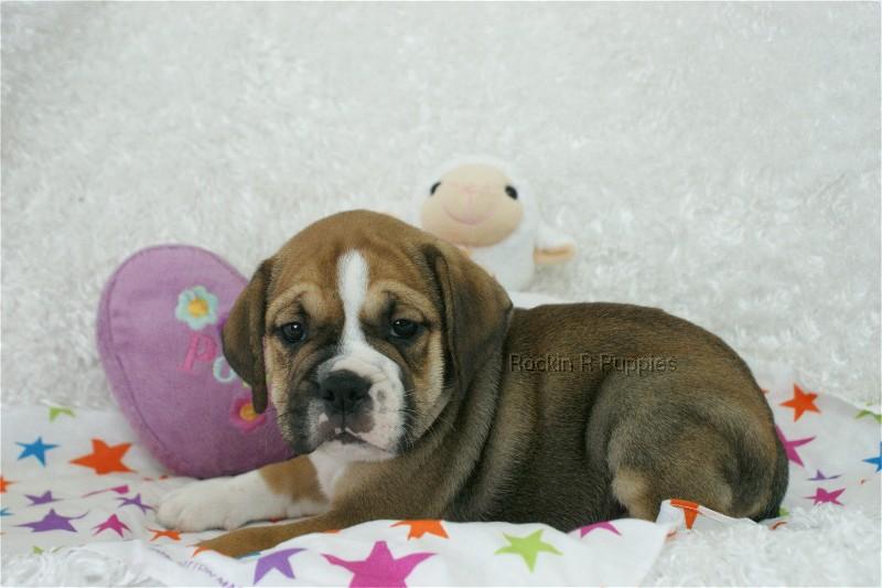 Sugar Puggle Bull Rockin R Puppies