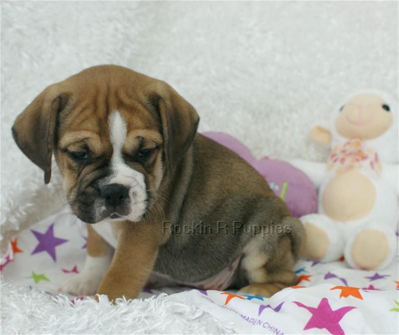 Sugar Puggle Bull Rockin R Puppies