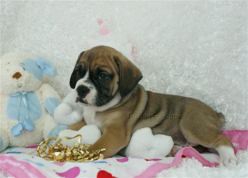 Tasha Puggle Bull Rockin R Puppies