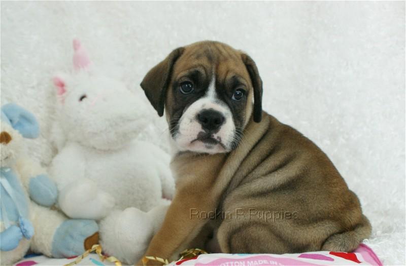 Tasha Puggle Bull Rockin R Puppies