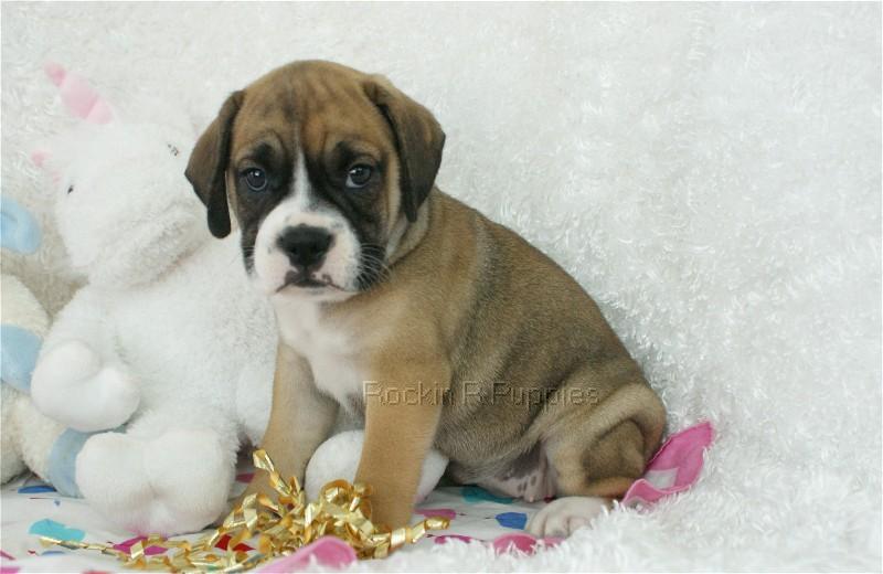 Tasha Puggle Bull Rockin R Puppies