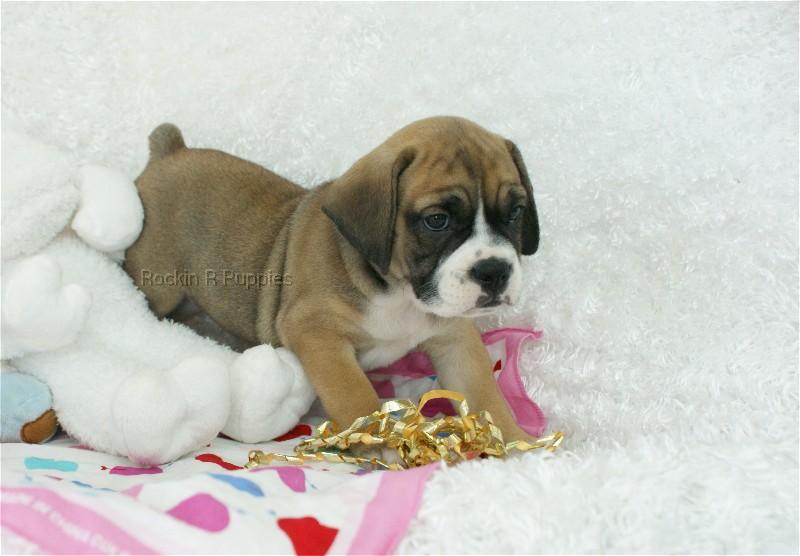 Tasha Puggle Bull Rockin R Puppies