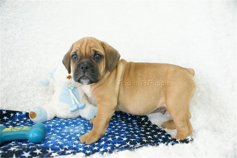 Terrance Puggle Bull Rockin R Puppies
