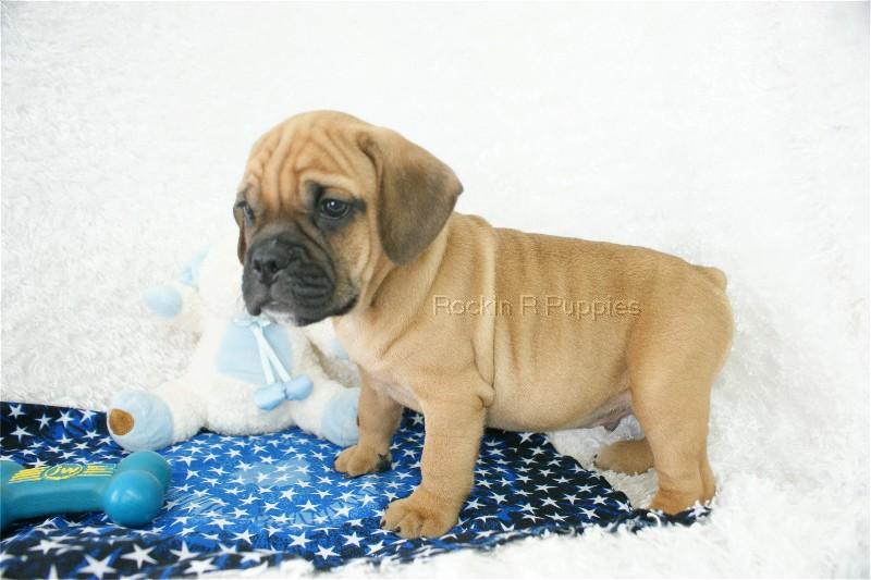 Terrance Puggle Bull Rockin R Puppies
