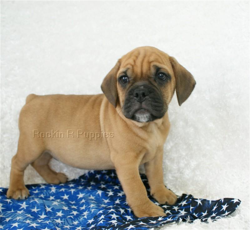 Terrance Puggle Bull Rockin R Puppies