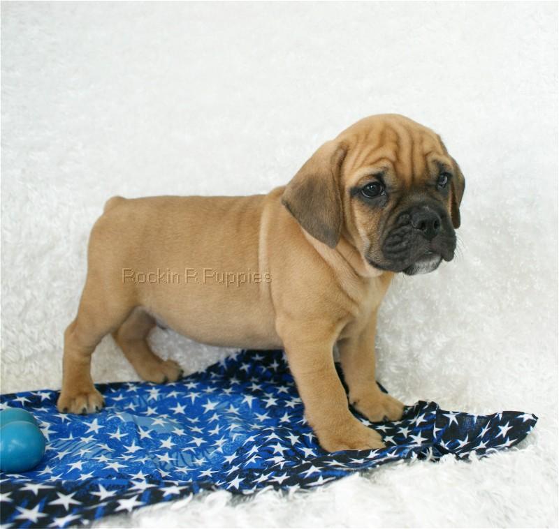 Terrance Puggle Bull Rockin R Puppies