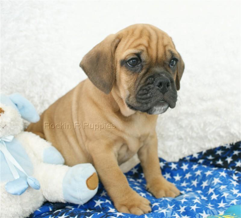 Terrance Puggle Bull Rockin R Puppies