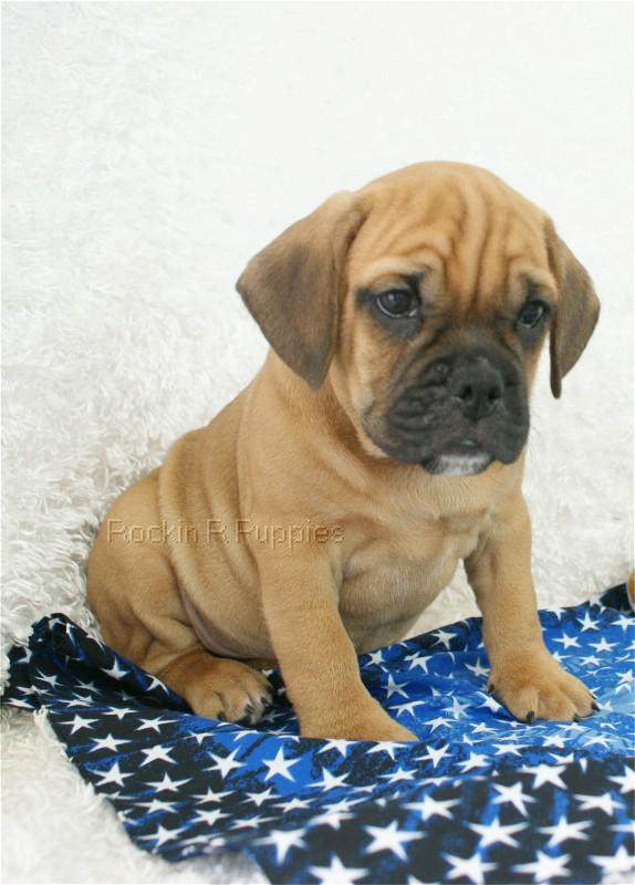 Terrance Puggle Bull Rockin R Puppies