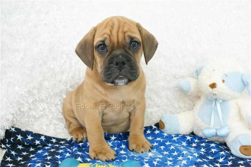 Terrance Puggle Bull Rockin R Puppies