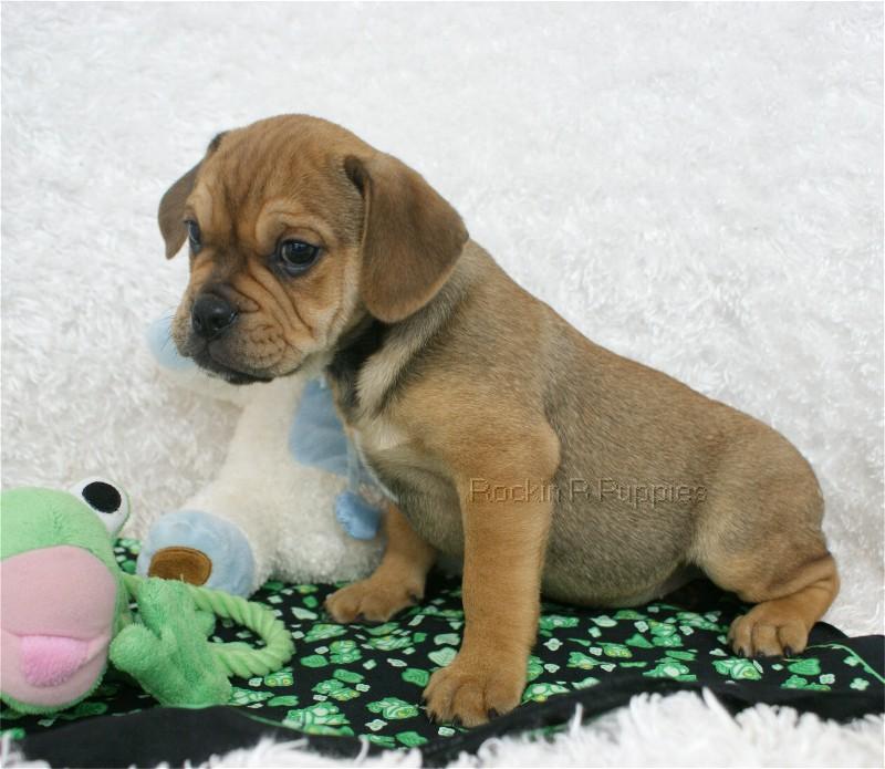 Vinny Puggle Bull Rockin R Puppies