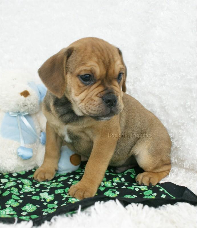 Vinny Puggle Bull Rockin R Puppies