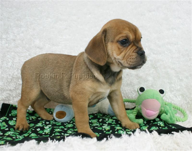 Vinny Puggle Bull Rockin R Puppies