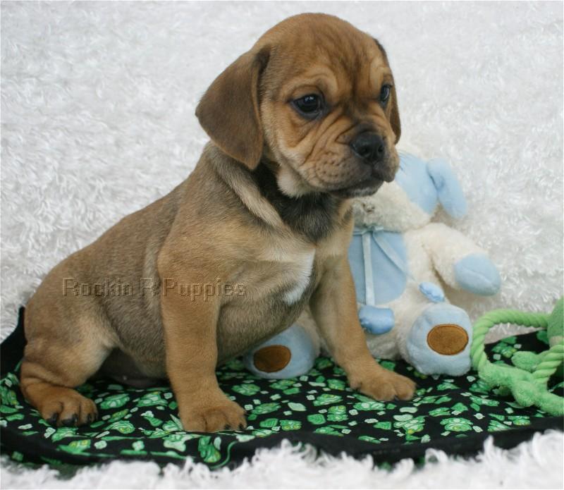 Vinny Puggle Bull Rockin R Puppies