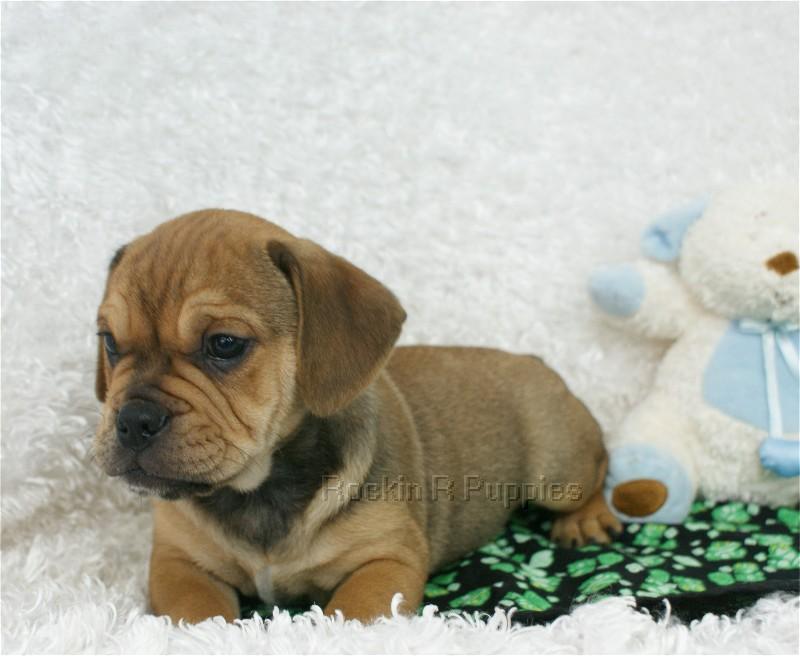 Vinny Puggle Bull Rockin R Puppies